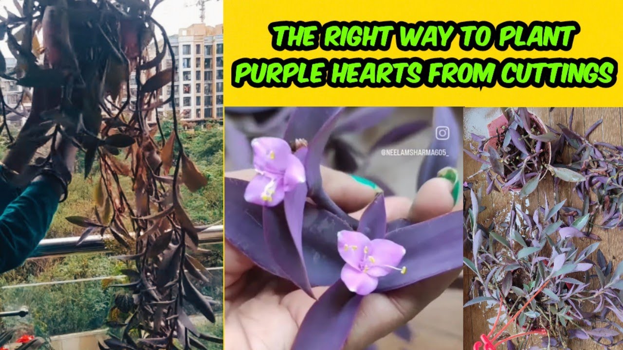 Purple heart 💜 total care | पर्पल हार्ट लगाने का सही तरीका | how to ...