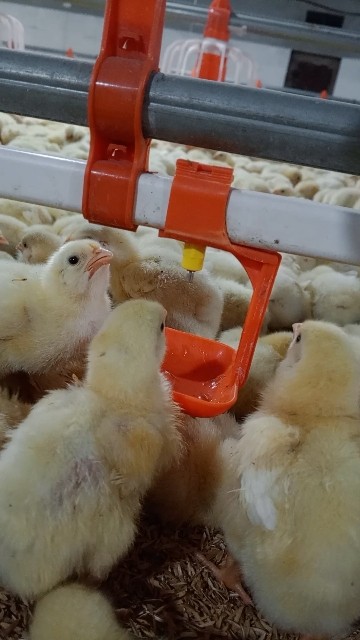 Hatch to Harvest: Your Beginner's Guide to Poultry Farming - YouTube