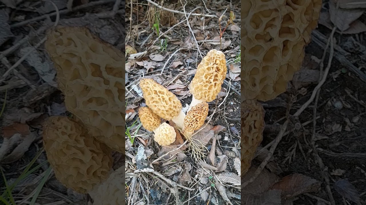 5 in 1!!!!! Morel Cluster of 5!!! #morelmushrooms #wildmushrooms # ...