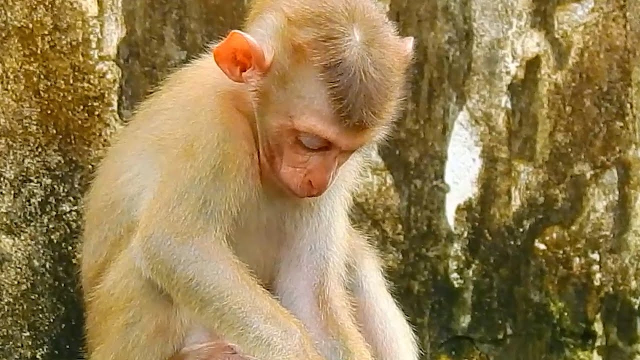 True Monkey Life style - YouTube