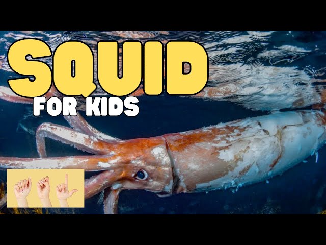 ASL Squid for Kids - Videos For Kids