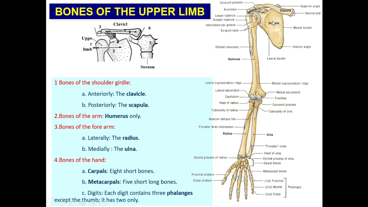 1 Joints Of Upper Limb Development Of T limbs YouTube 1 Joints Of Upper Limb Development Of T limbs YouTube