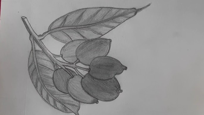 Java Plum Drawing
