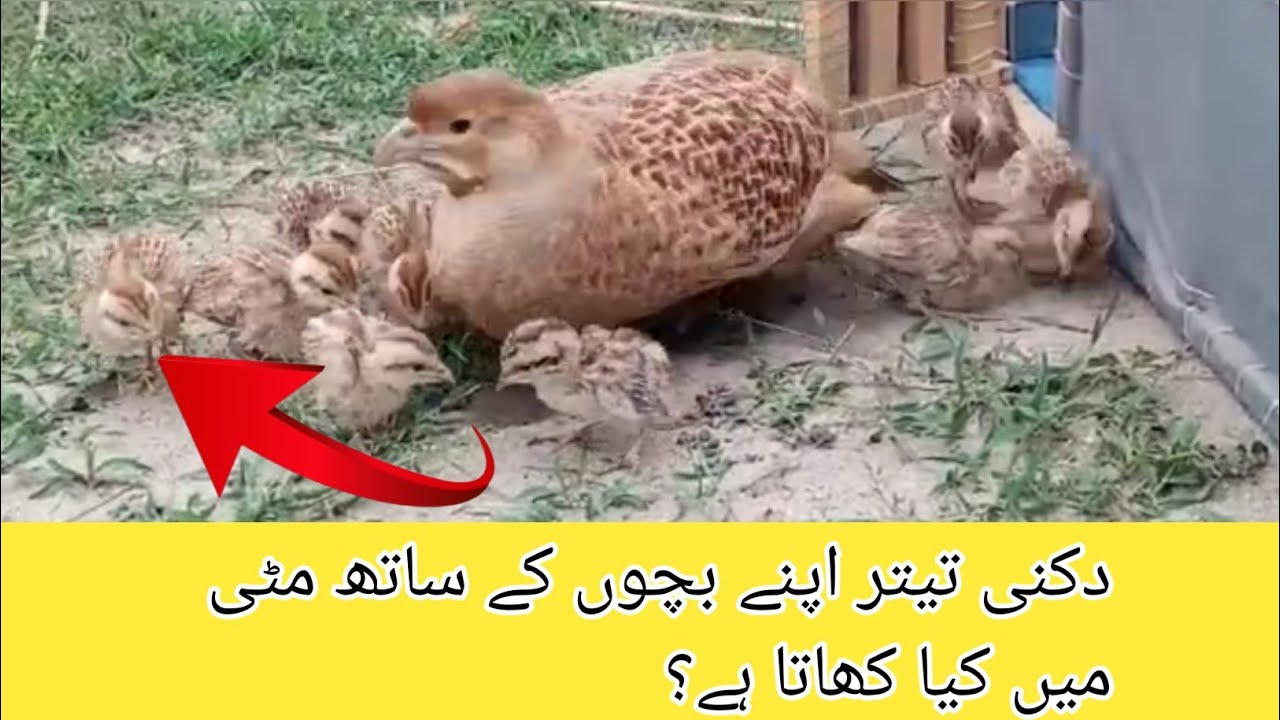 greay Francolin baby voice| grey francolin calling| grey francolin mail ...