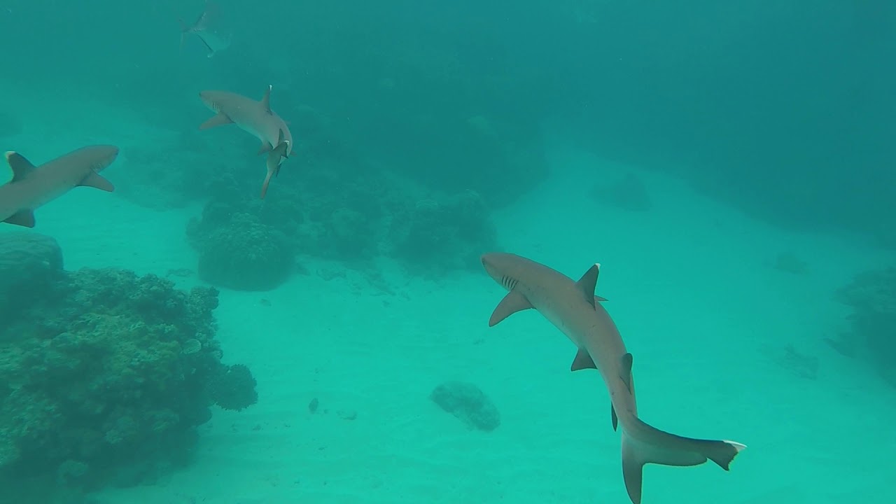 Swimming with the sharks - Great Barrier Reef Australia - GoPro 5 ...
