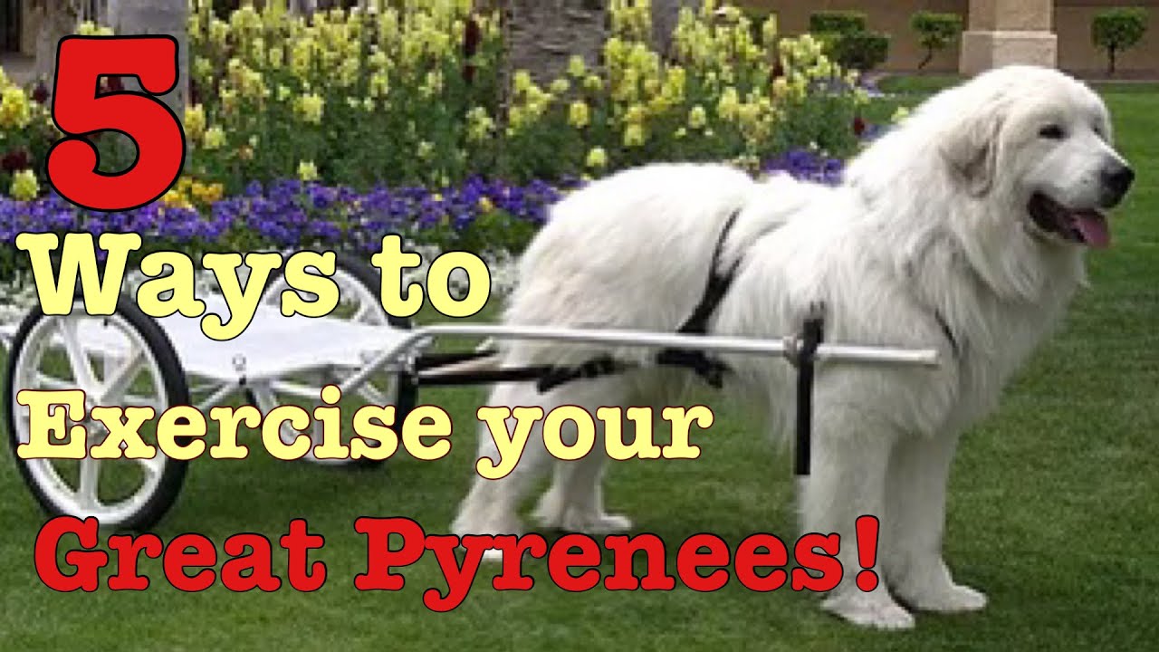 5 ways to exercise your Great Pyrenees - YouTube