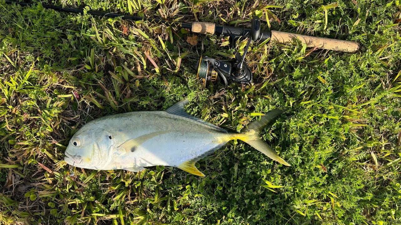 New PB MOnster Jack, And Spanish Mackerel, with Mangrove snapper Also ...