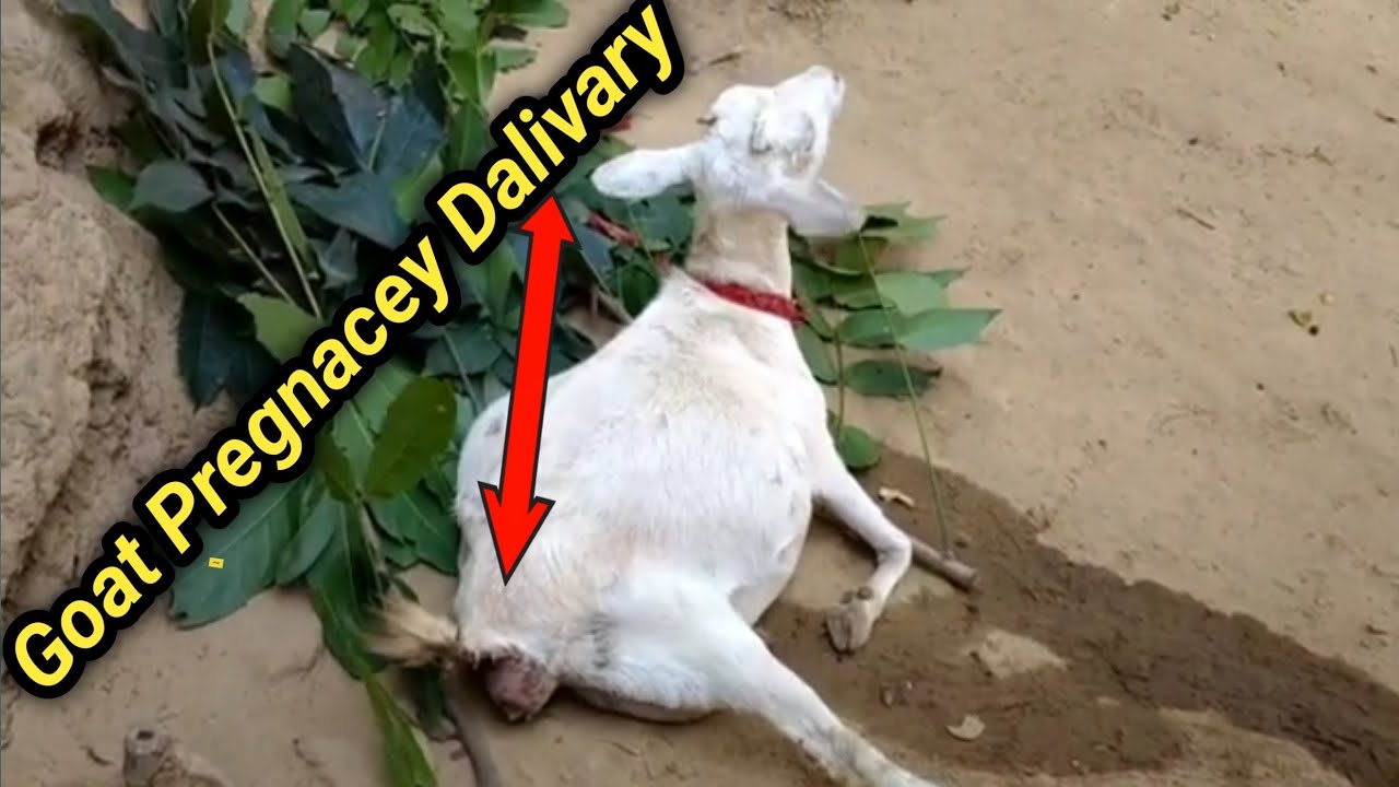 Goat Giving Birth To Baby Goat. Amazing Village Goat Giving "BIRTH"😱😱 ...