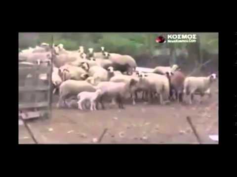 Σοκαριστικό! Λαθρομετανάστης πιάστηκε σε μαντρί να θέλει να κάνει έρωτα ...