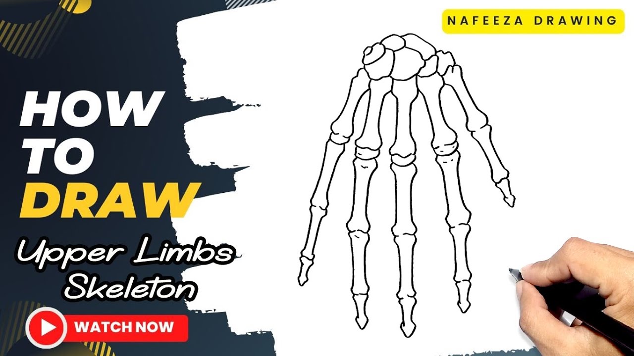 How to draw Upper Limbs Skeleton - YouTube