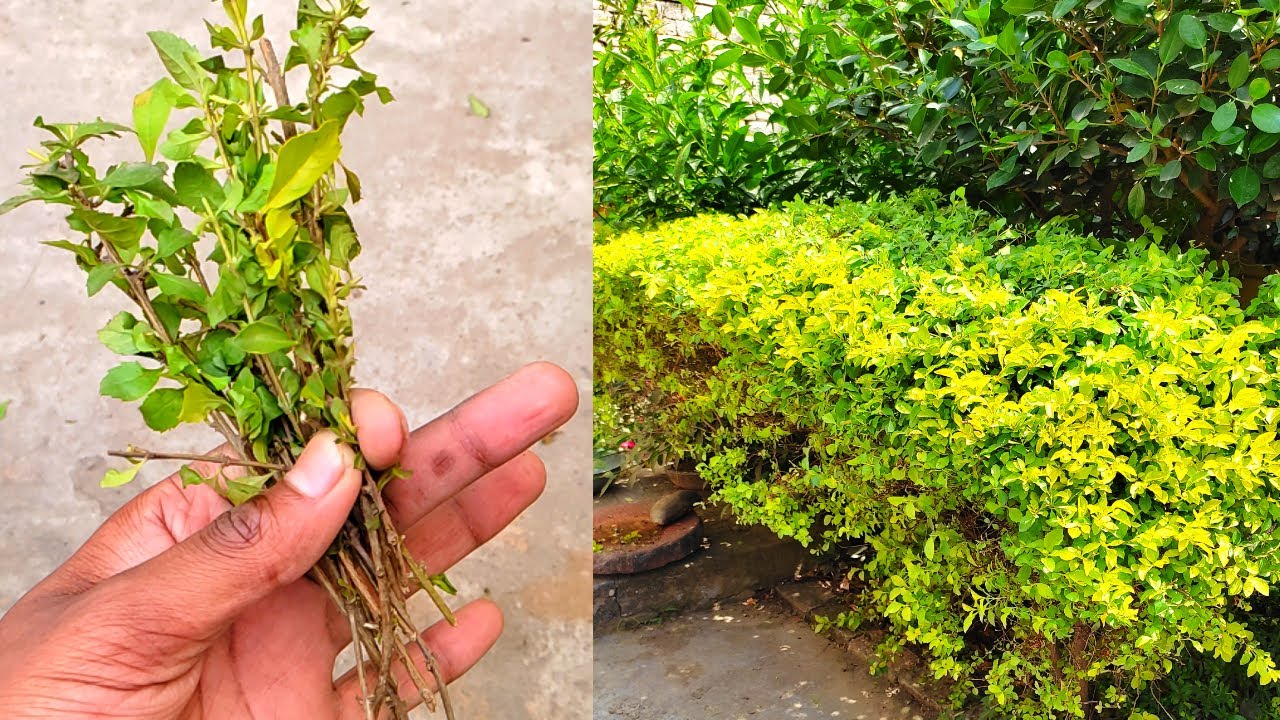 Duranta Plant को कटिंग से कैसे उगायें | How to grow Wall Plant( Duranta ...