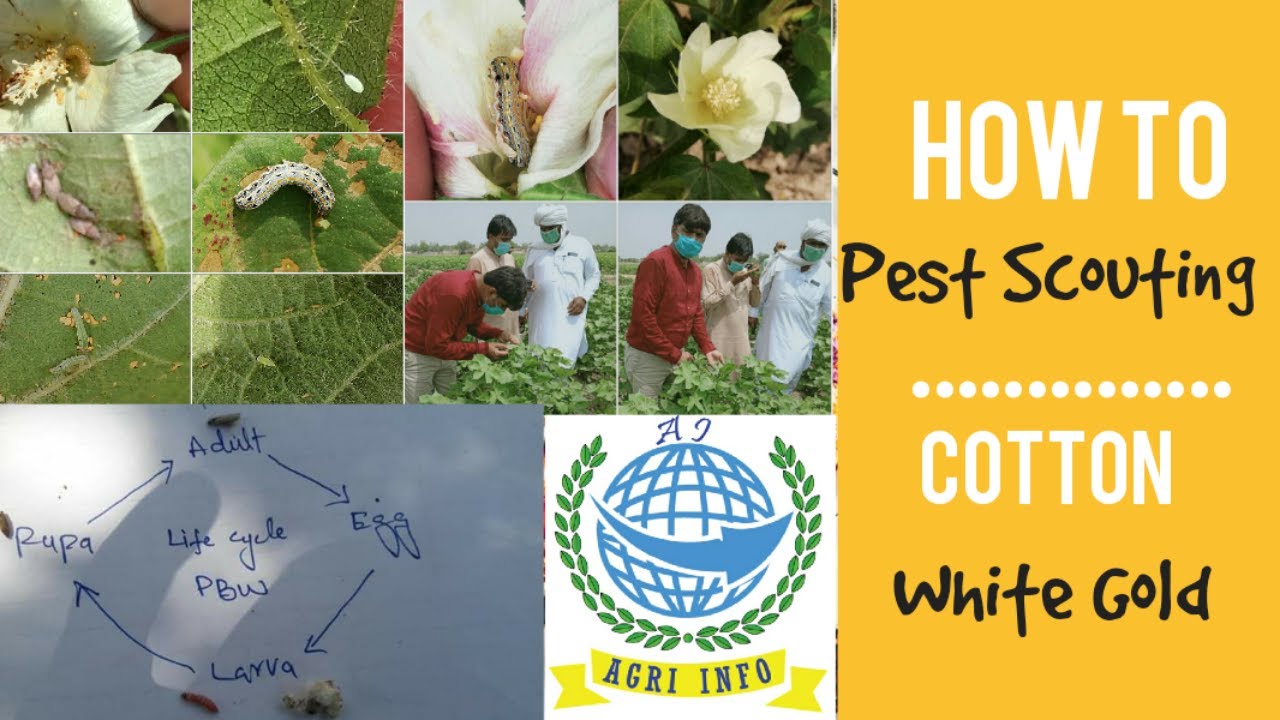 What is #Pest #Scouting? How to #pestscouting? #PSCotton2021 کپاس کی ...