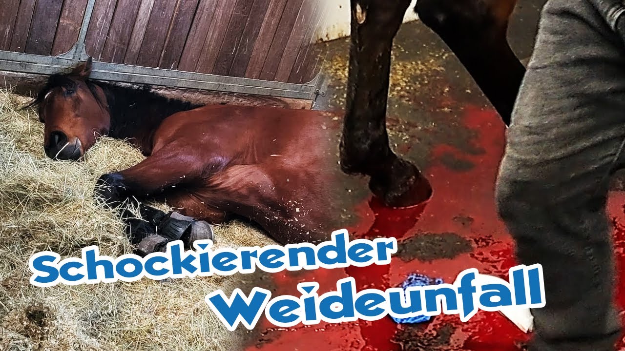 Lebensgefährliche Verletzung beim Nachwuchspferd - So schnell kann man ...