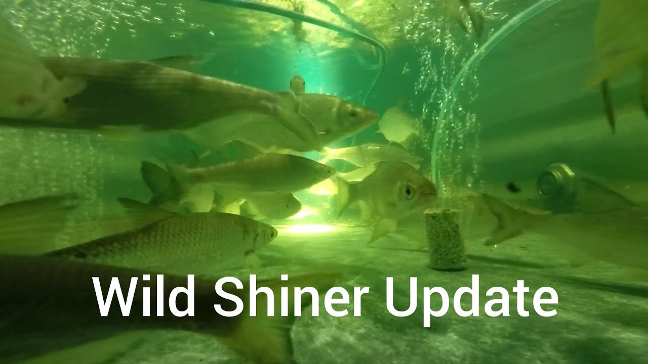Wild Shiner Update - YouTube
