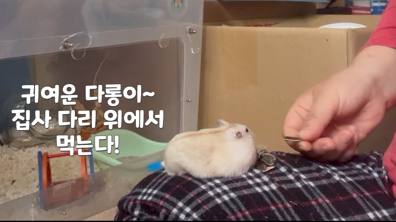 귀엽게 집사 다리에서 엎드려 먹는 햄스터 Youtube