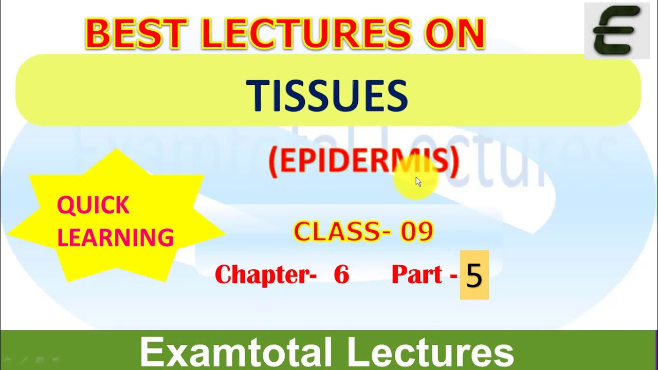 Epidermis/Class 9,chapter-6,science,Tissues(plant tissues) - YouTube
