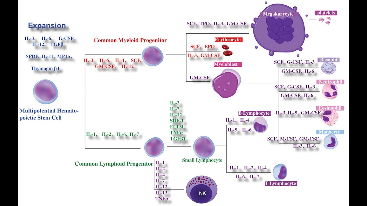 The Marvel of Hematopoietic Stem Cells: Lifeblood of Life - YouTube