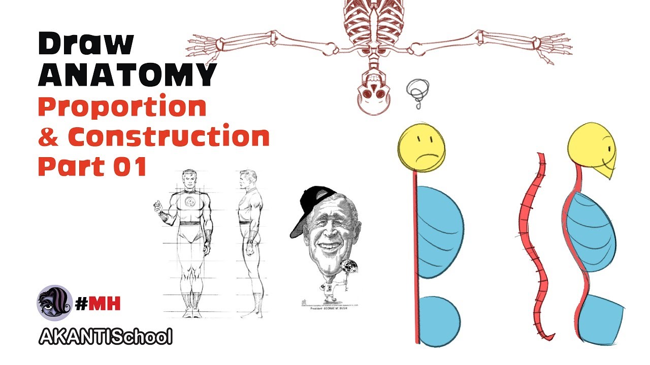 Anatomy: Human body proportion - YouTube
