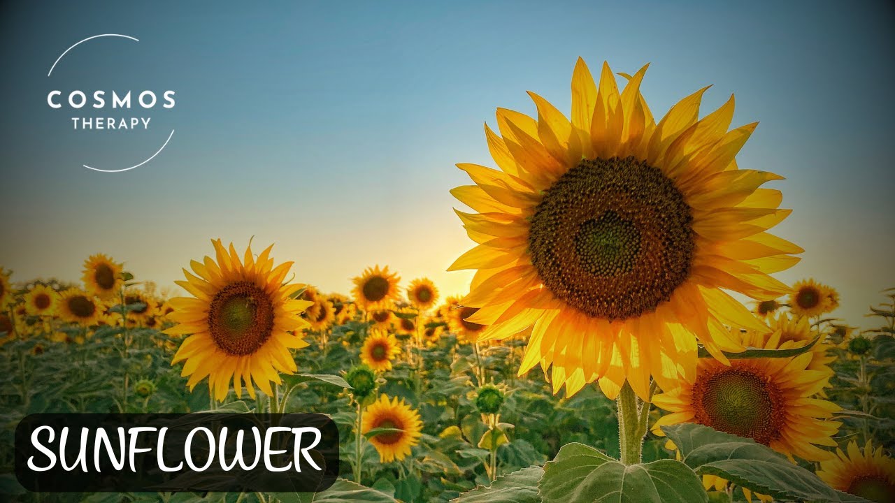 The Amazing Story of Sunflowers | A Short Documentary - YouTube