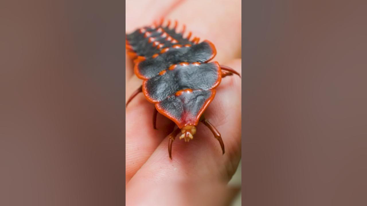 Prehistoric Bug! - YouTube