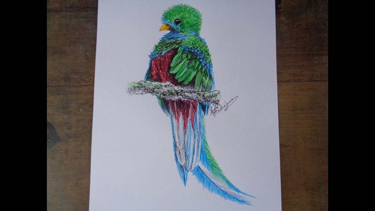 Dibujando Quetzal con bolígrafos de colores - Drawing Quetzal with ...
