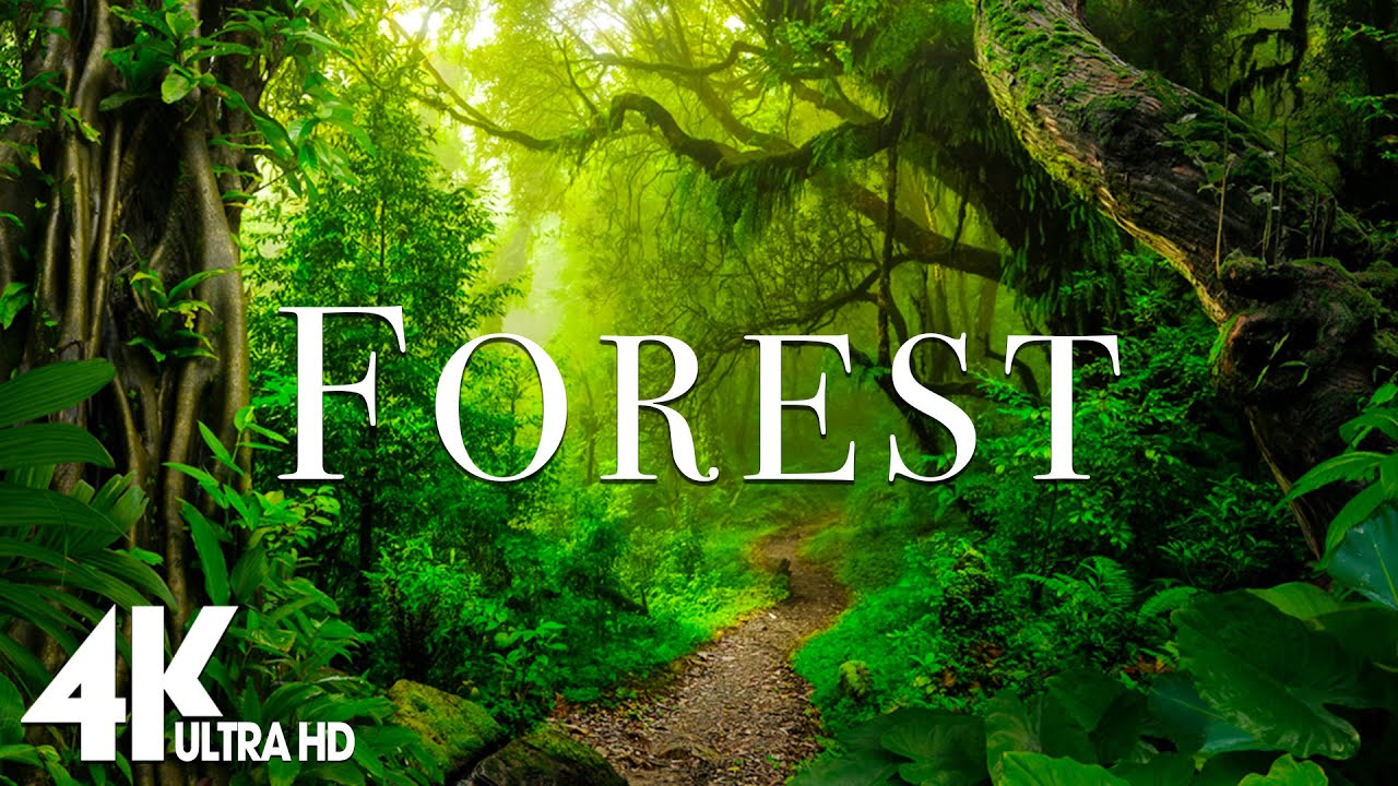 Forest 4K (HD Ultra) - Nature sounds in the bathtub with relaxing music ...