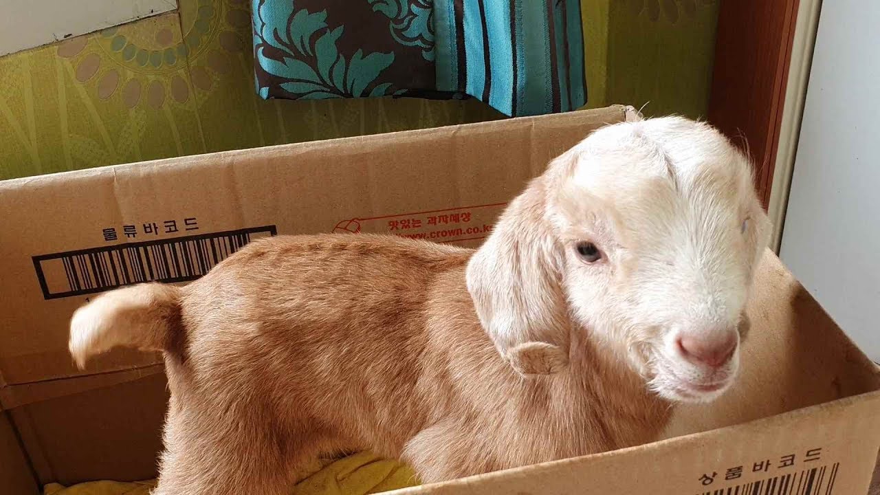 어미가버린 아기염소 살리기 !! 1편!! Baby Goat Restoration Project!! Part 1!! - YouTube