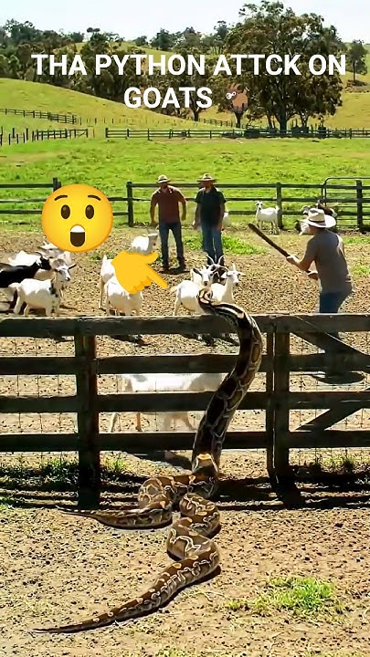 "Python Invades Goat Farm! 😱 Brave Farmers Fight Back #reels #shorts # ...