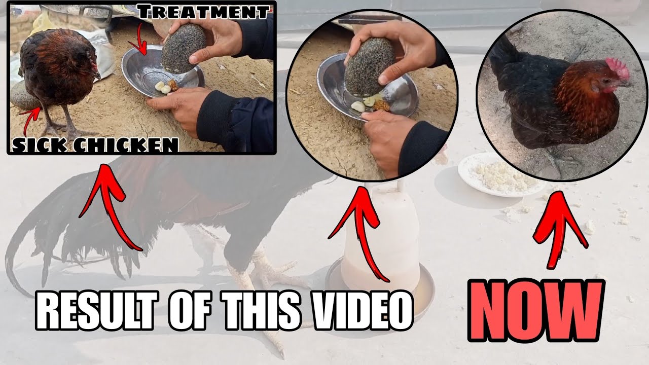 Before and After | Treatment of sick Chicken How they looks Now ...