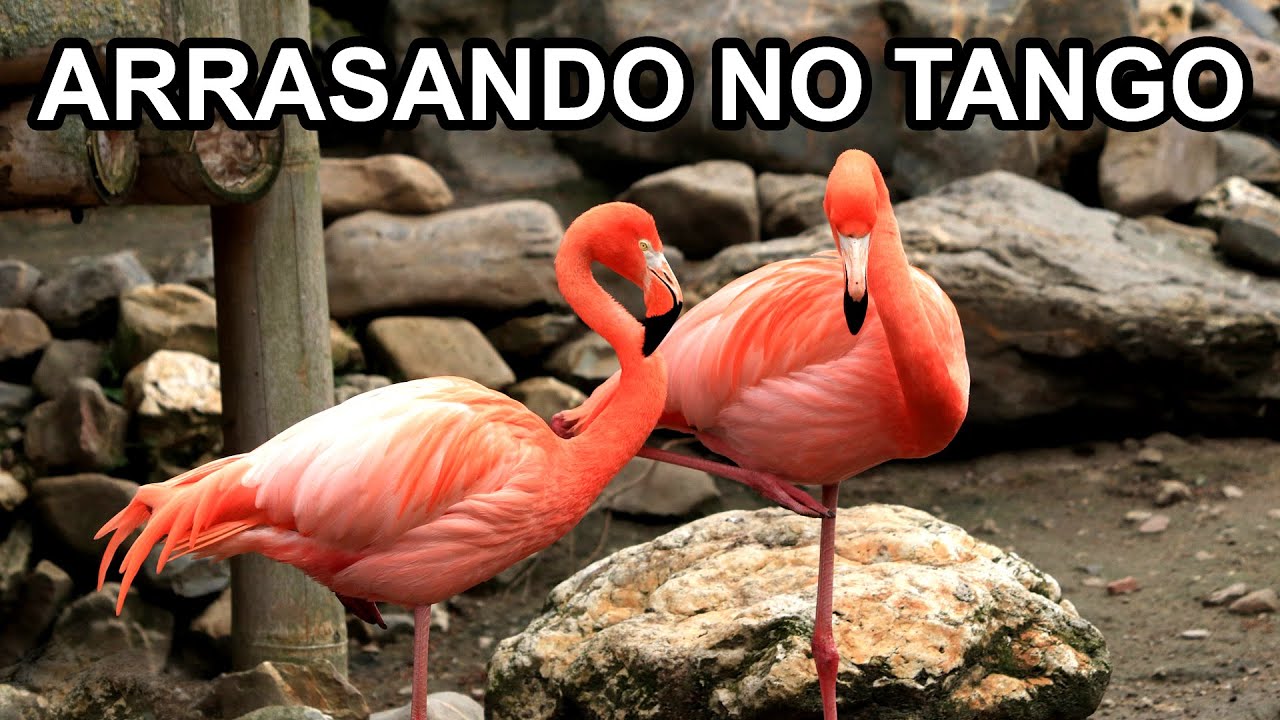 Show de Tango | Tango de la Noche | Flamingos | Camaleão | Arrasando no ...