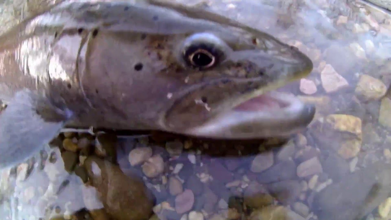 Mali graben (Slovenia) - Sulec/Huchen - YouTube