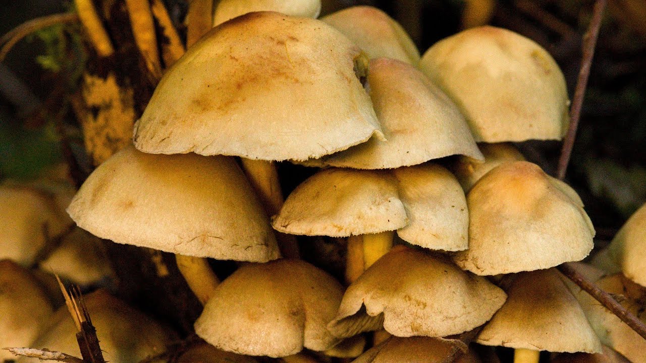 Last Mushroom Foraging Trip of 2023 in Salt Point State Park - YouTube