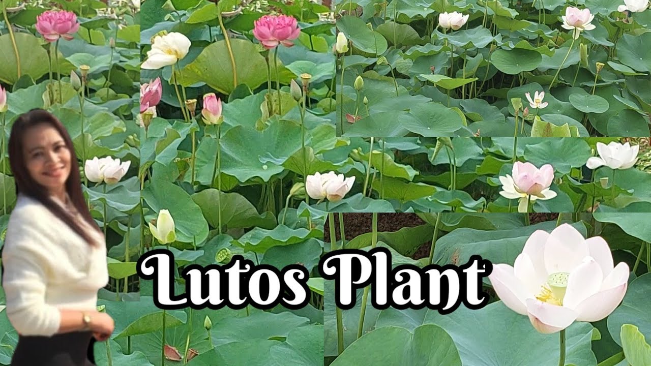Lutos Plant...San Malo Circle Macau//(Tagalog) - YouTube