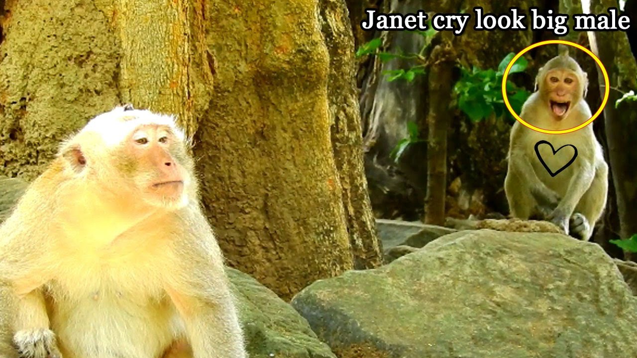 Oh Janet...Janet get interested with male monkey, Janet sit near big ...