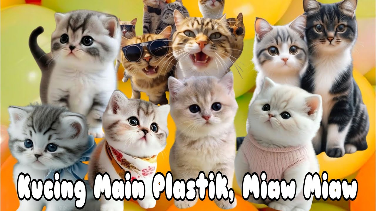 KUCING BERMAIN PLASTIK LUCU ‼️ MIAW MIAW SONG SAD VIRAL ‼️ KUCING MEONG ...