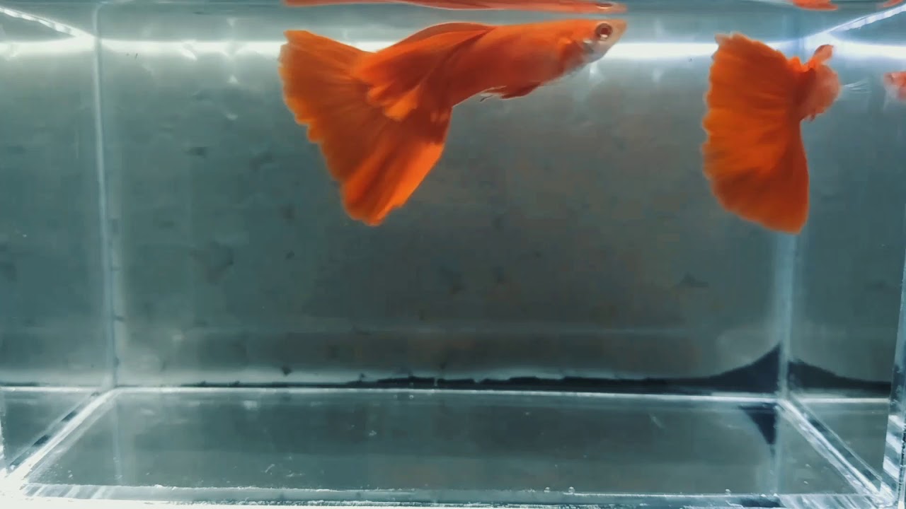Ikan Guppy Albino Full Red 🐟 AFR (QiAQua) - YouTube