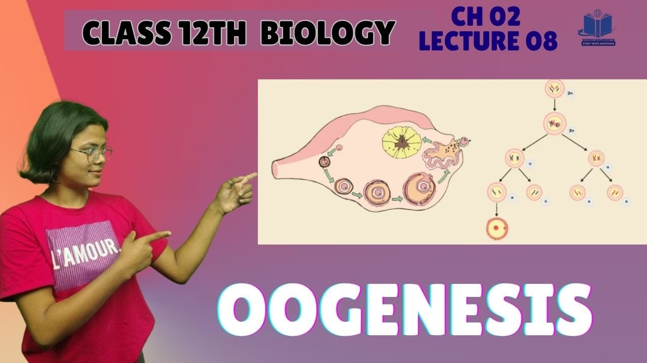 Oogenesis - Human Reproduction | Class 12 Biology Chapter 2 | Lecture ...