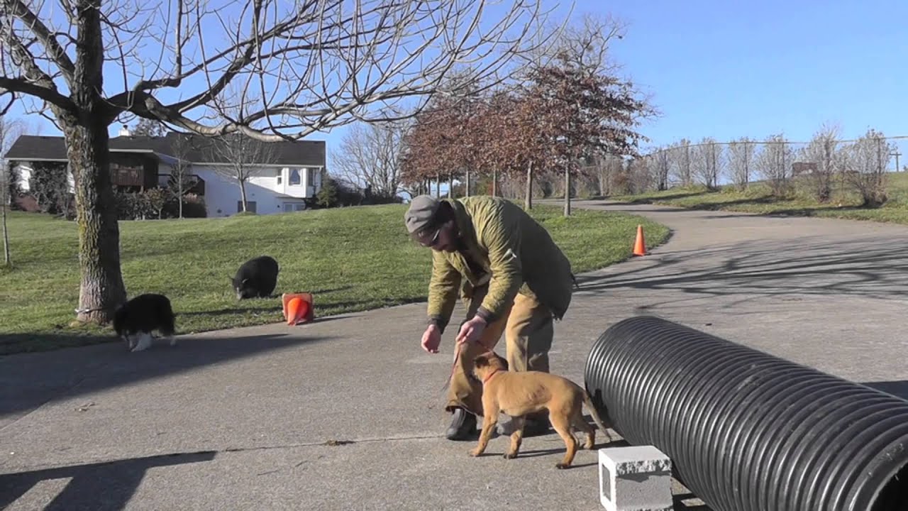 Malinois Puppy Training Lesson Eight - YouTube