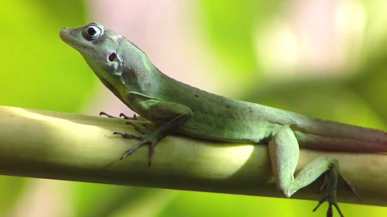 Grenada Lizard - Ribcage Footage - YouTube