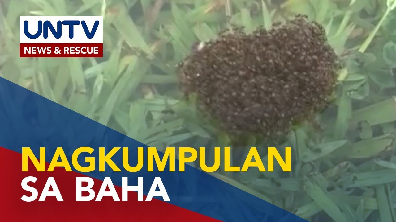 Uri ng langgam na kayang pumatay ng tao at hayop, namataang nakabunton ...