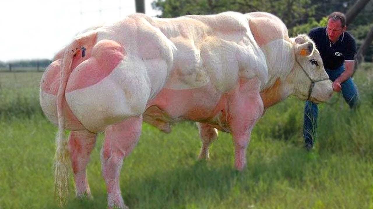 This Animal Built Muscle And Is Now Strong Enough To Do This... - YouTube