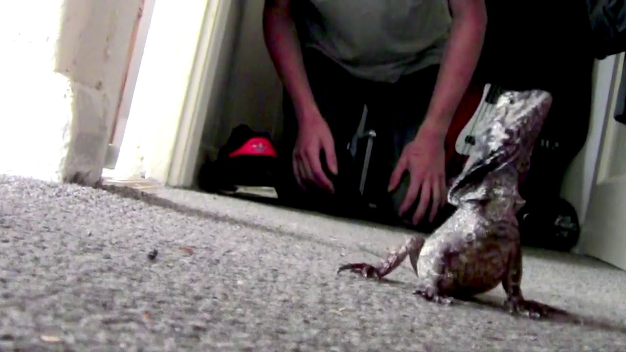 Frilled lizard running - YouTube