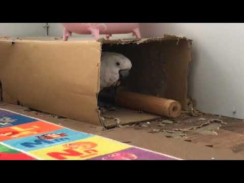 Cockatoo asks Mom to turn off the camera - YouTube