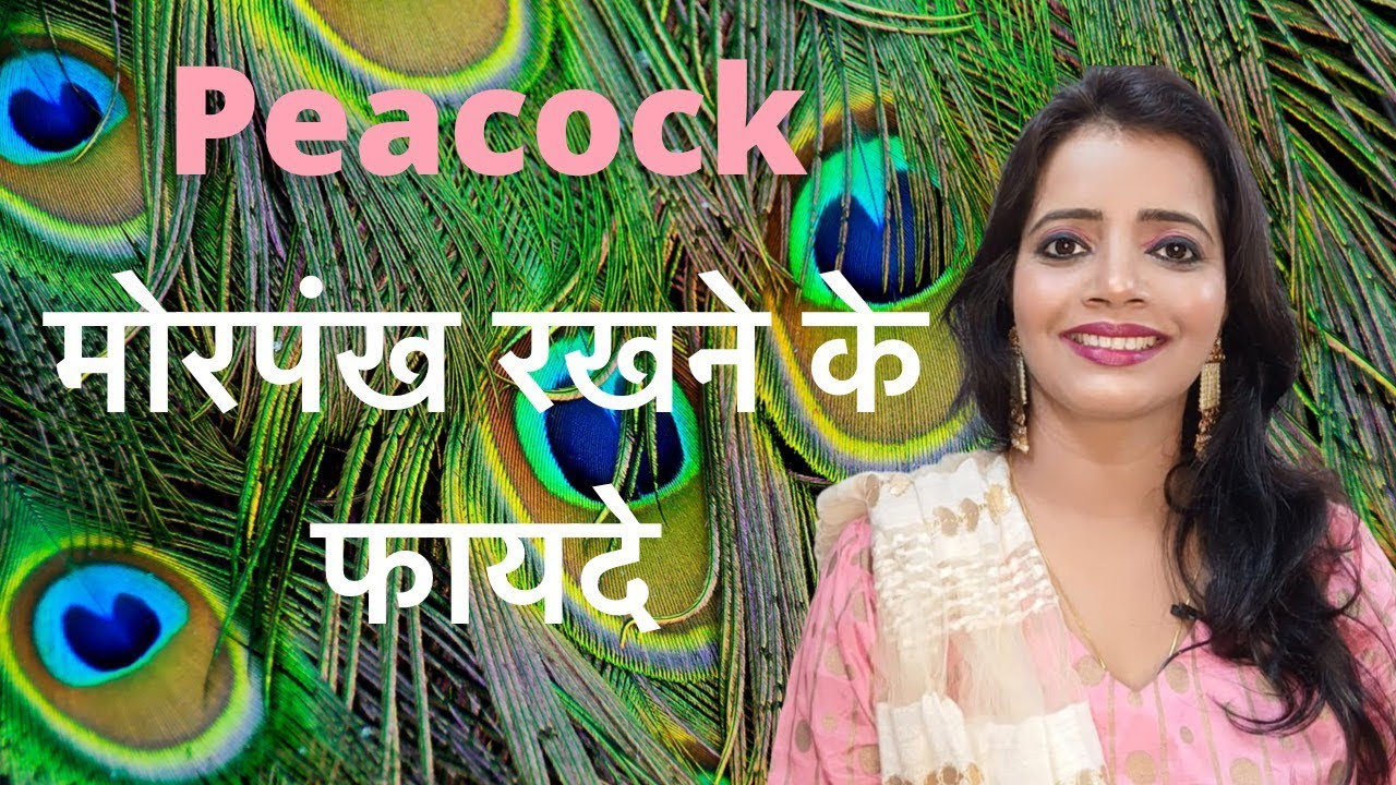 मोर पंख | मोर पंख के फायदे | Vastu tips for Mor Pankh | Benefits of Mor ...