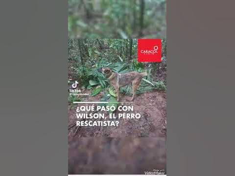 Wilson...lo siento ..!! - YouTube