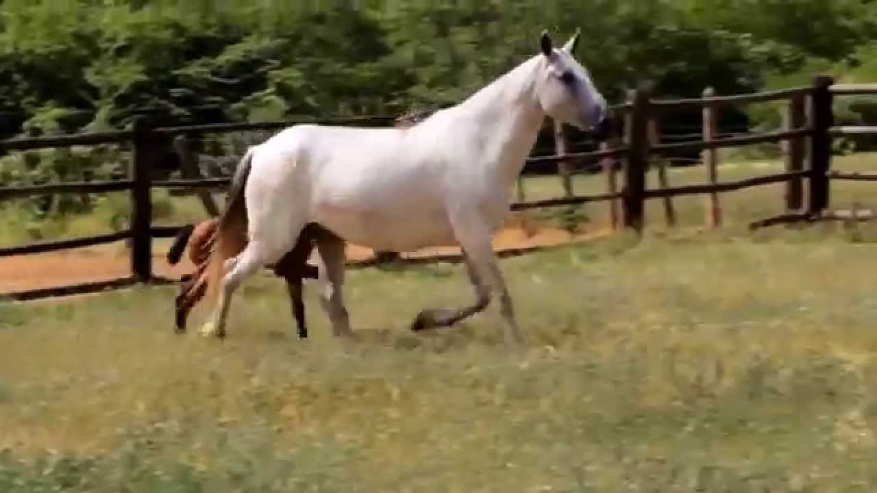 Catuni Romeira - YouTube