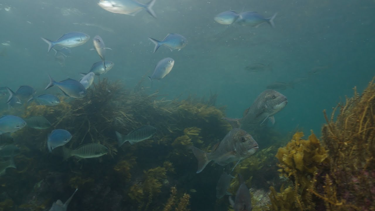 Goat Island Dive: 1 Hour Underwater in NZ’s First Marine Reserve - YouTube
