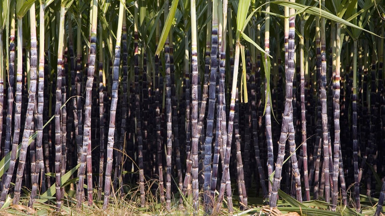 Sabores típicos de China | Caña de azúcar de Fusui - YouTube