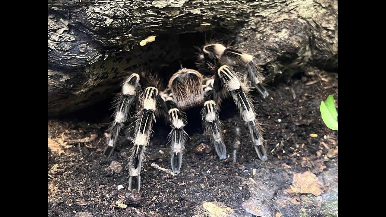 Different ways of heating our spiders - YouTube