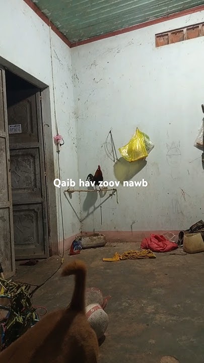 Qaib qus hav zoov nawb qua zoo tiag2 nawb - YouTube